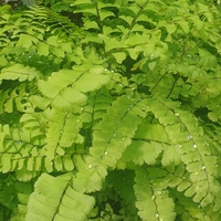 Buy Adiantum pedatum