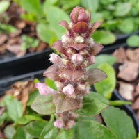 Buy Ajuga reptans 'Rosea'