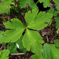 Buy Anemone (Eriocapitella) barbulata (rivularis)