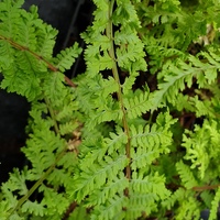 Buy Athyrium filix-femina