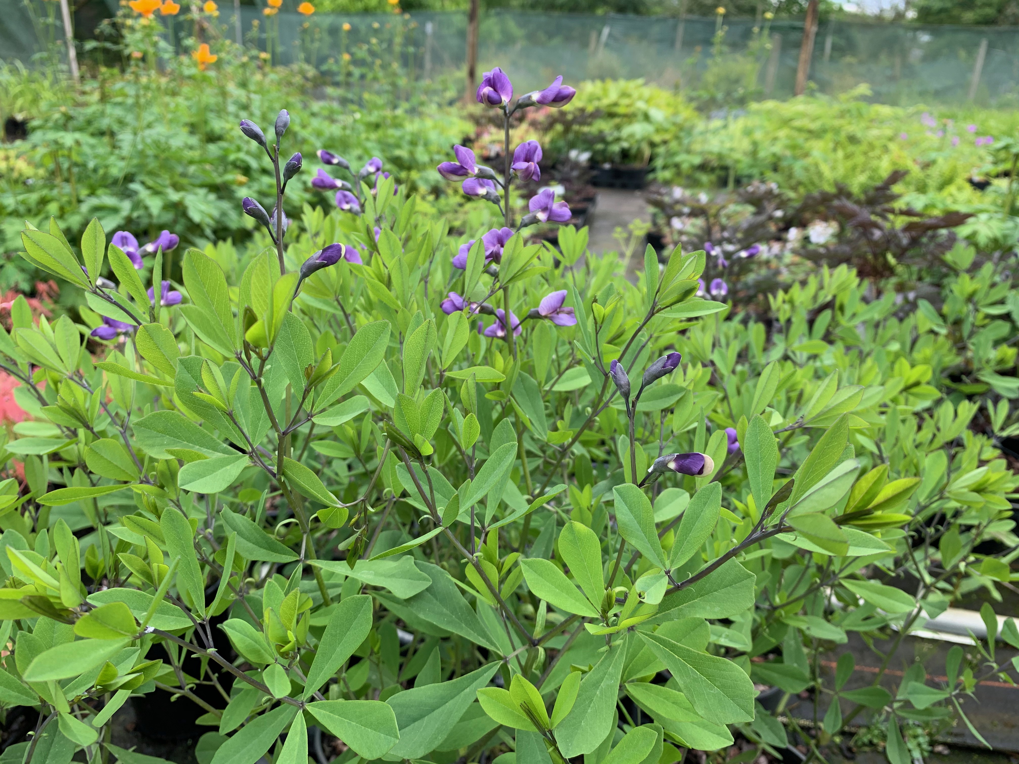 Buy Baptisia 'Purple Smoke'