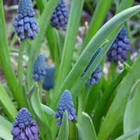 Buy Bellevalia paradoxa (pycnantha)