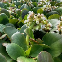 Buy Bergenia 'Diamond Drops'