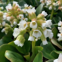 Buy Bergenia 'Diamond Drops'