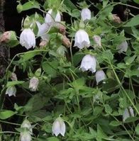 Buy Codonopsis clematidea