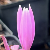 Buy Colchicum pusillum