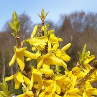 Buy Forsythia viridissima 'Weber's Bronx'