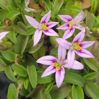 Buy Phedimus (Sedum) spurius 'Ruby Mantle'