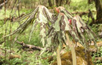 Buy Sinopodophyllum hexandrum var. chinense