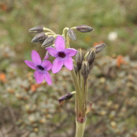 Buy Primula chionantha subsp. sinopurpurea