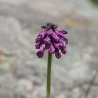 Buy Primula deflexa