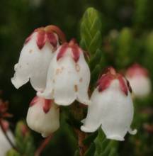 Buy Cassiope mertensiana 'California Pink'