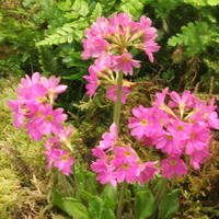 Buy Primula rosea 'Gigas'