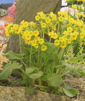 Buy Primula bullata var. forrestii