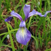 Buy Iris prismatica