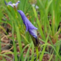 Buy Iris prismatica