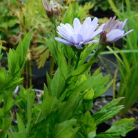 Buy Aster (Kalimeris) incisa 'Blue Star'