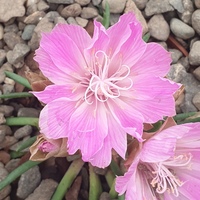 Buy Lewisia rediviva