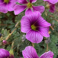 Buy Oxalis 'Ione Hecker'