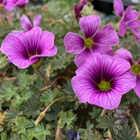 Buy Oxalis 'Ione Hecker'