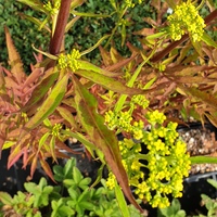 Buy Patrinia monandra