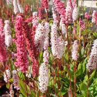 Buy Persicaria (Bistorta) affinis 'Superba'