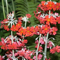 Buy Primula 'Inverewe'