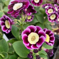 Buy Primula auricula 'Adrian'