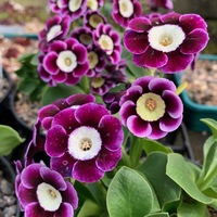 Buy Primula auricula 'Adrian'