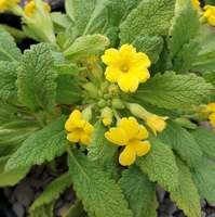 Buy Primula bullata var. bracteata
