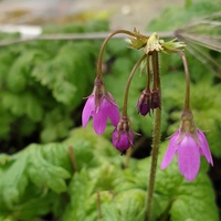 Buy Primula (Cortusa) matthioli subsp. caucasica