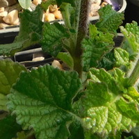 Buy Salvia scabra