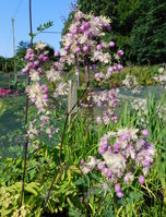 Buy Thalictrum 'Elin'