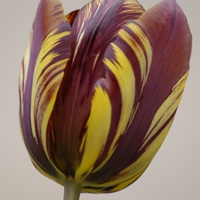 Buy Tulipa 'Absalon'
