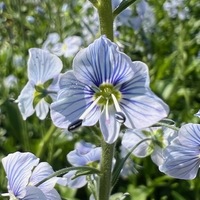 Buy Veronica gentianoides