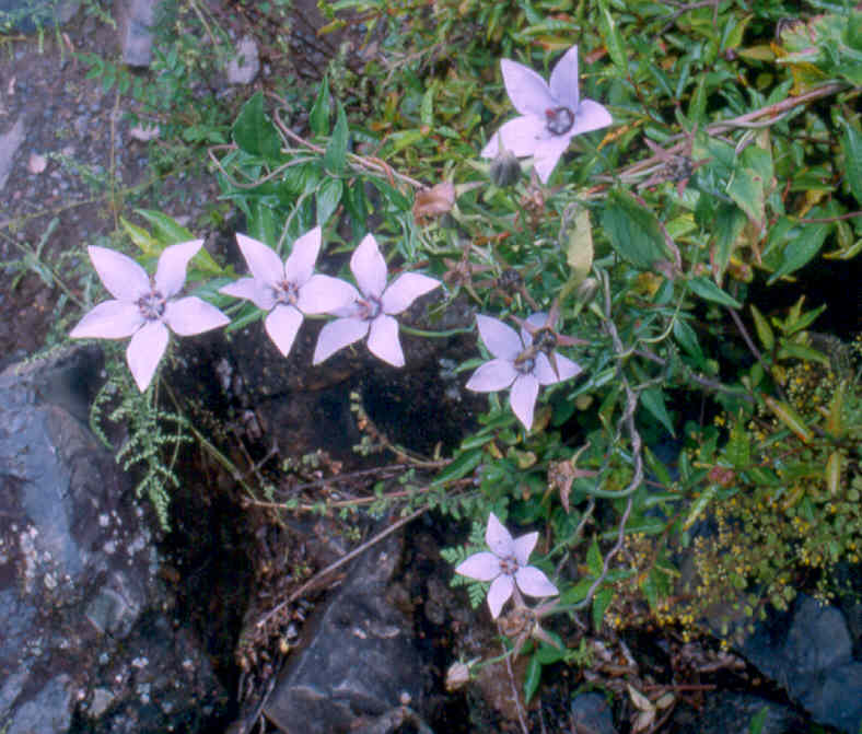 Buy Plants from Kevock Garden Plants - Scotland