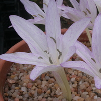Buy Colchicum macrophyllum AH 9806