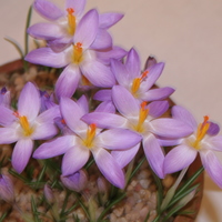 Buy Crocus etruscus