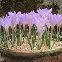 Buy Crocus etruscus