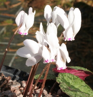 Buy Cyclamen cyprium