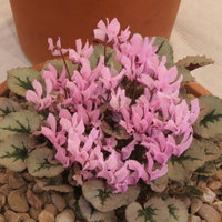 Buy Cyclamen mirabile