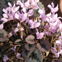 Buy Cyclamen mirabile