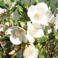 Buy Eucryphia x intermedia 'Rostrevor'