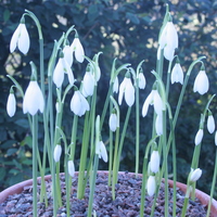 Buy Galanthus reginae-olgae