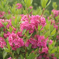 Buy Kalmia angustifolia