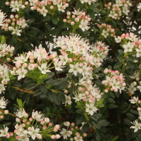 Buy Leiophyllum (Kalmia) buxifolium (buxifolia) subsp. hugeri