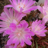 Buy Lewisia rediviva