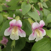 Buy Erythranthe (Mimulus) naiandina