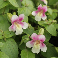Buy Erythranthe (Mimulus) naiandina