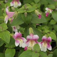 Buy Erythranthe (Mimulus) naiandina